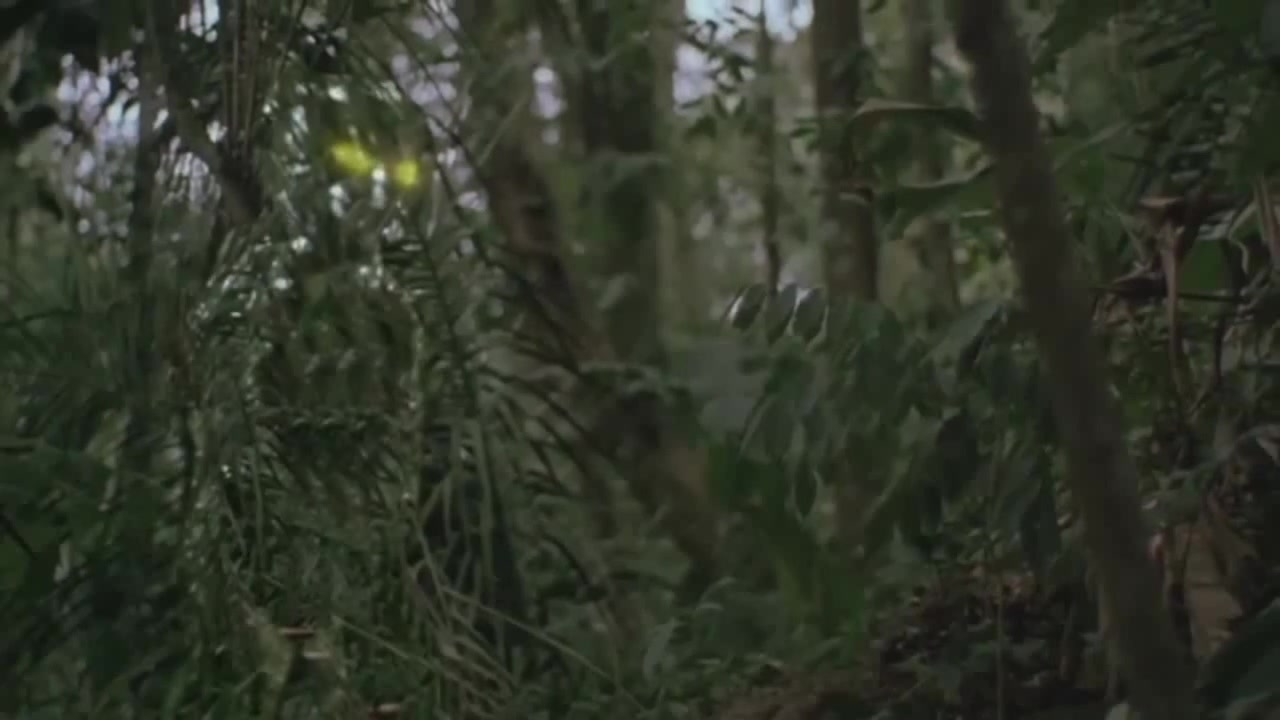 Predator Duck Hunt - Coub