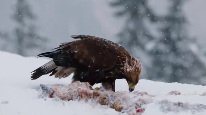 Golden Eagle Sounds - Coub