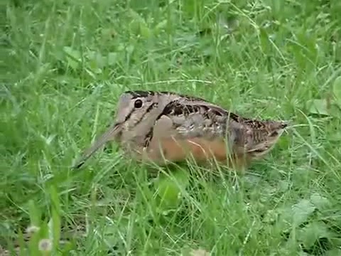 Smooth Criminal - Coub