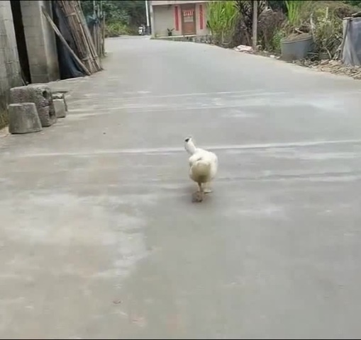 duck walking - Coub
