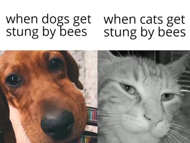 when pets stung by bees - Coub