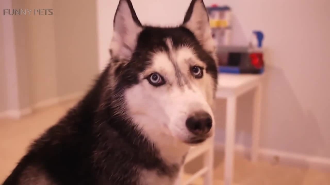 Funny HUSKY - Coub