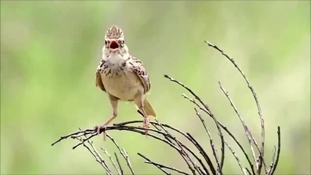 Funny🎧bird - Coub