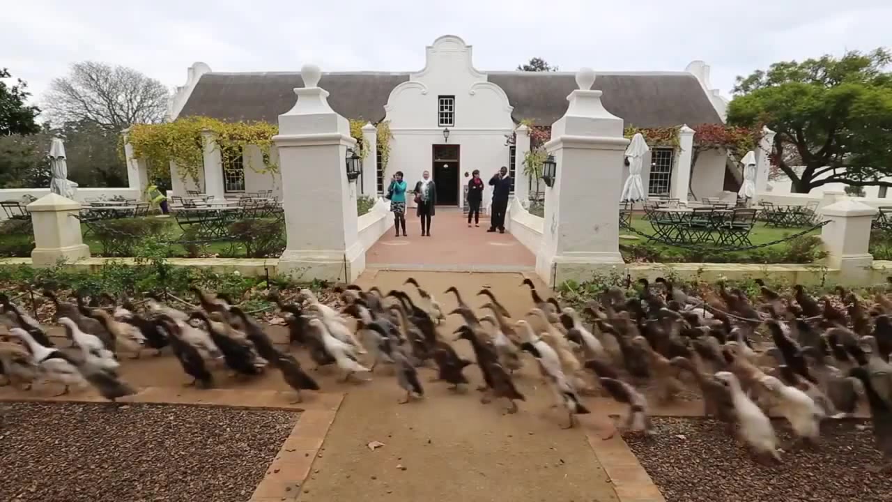 Walking ducks - Coub