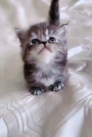 Fluffy meow 😺😍😘 - Coub