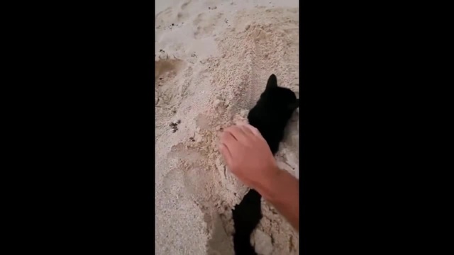 Cat Sand - Coub