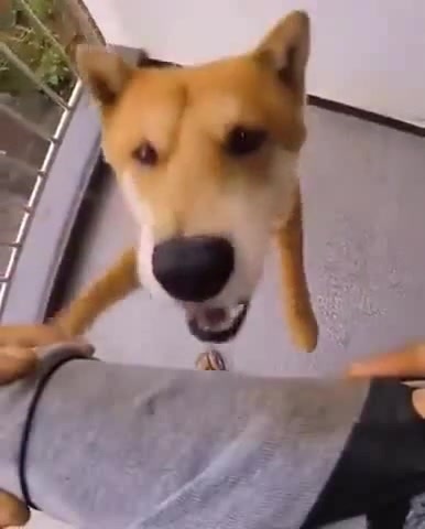 Dog Smack My Bitch Up - Coub