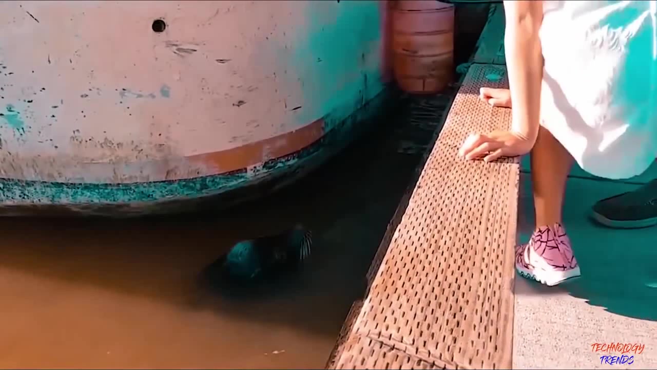 Coffin Dance Meme Compilation | Fails And Win Compilation 2020 - Coub