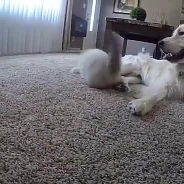 Kitten thinks it's a real tough guy. - Coub