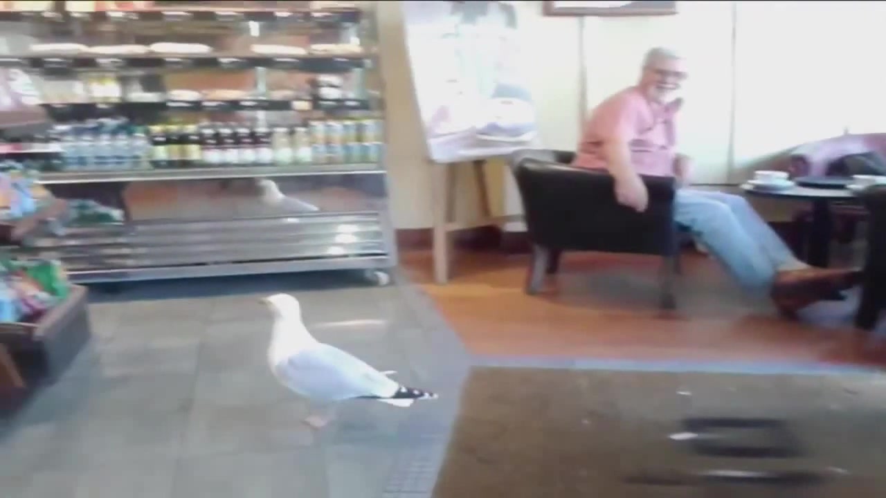 Seagull is a thief - Coub