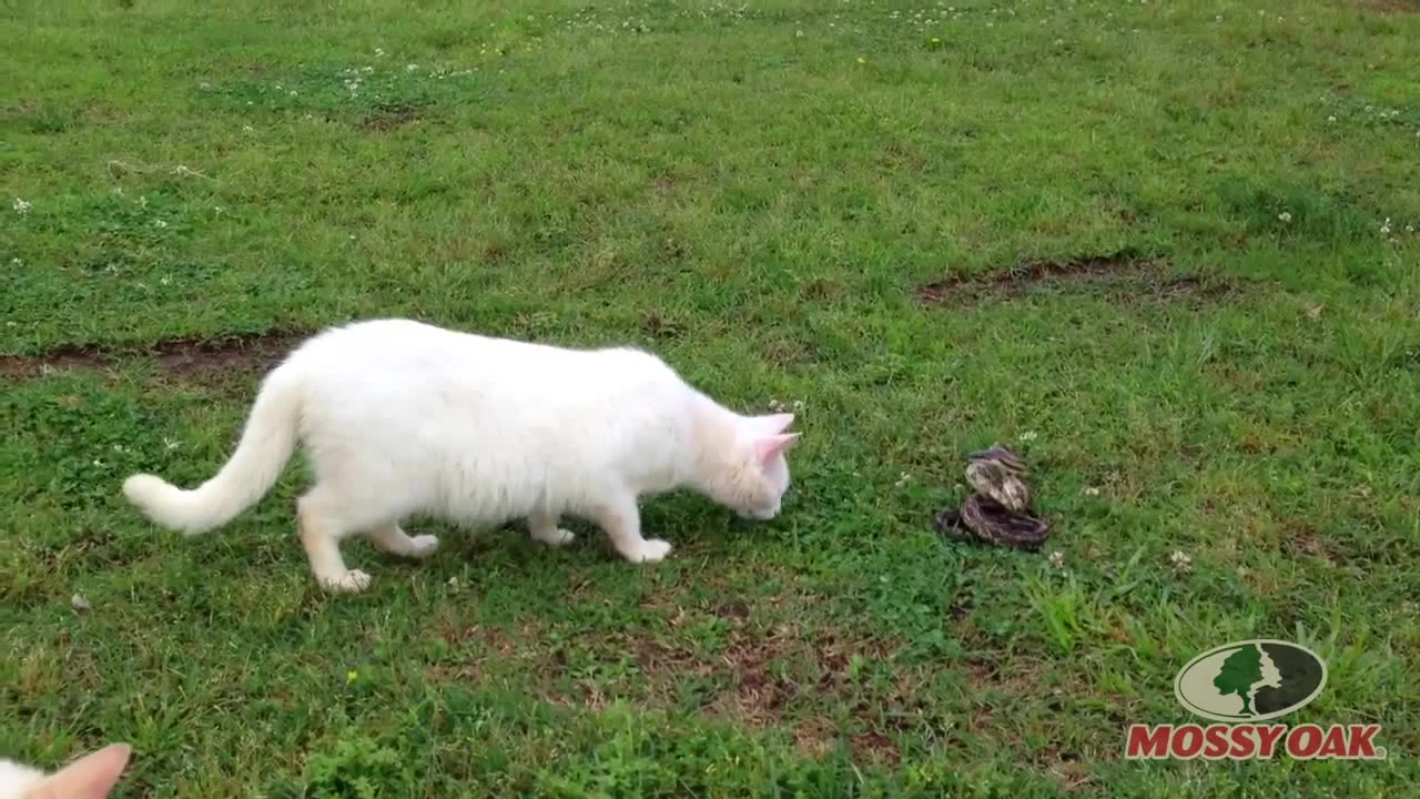 Mortal Kombat cat)))). - Coub