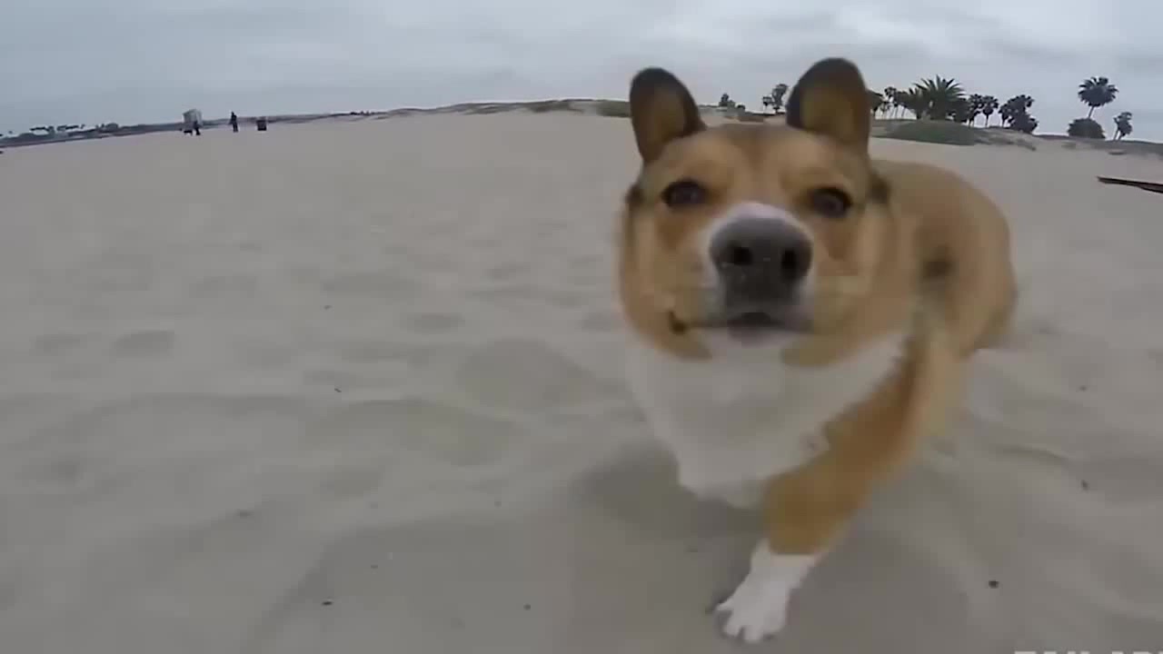 Dog Who fail at being a dog - Coub