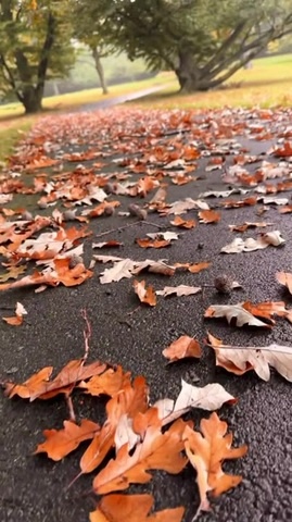 Amazing always available...autumn🥰 - Coub