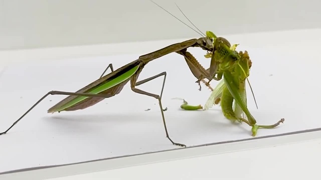 PRAYING MANTIS EATING A LOCUST TIME-LAPSE - Coub