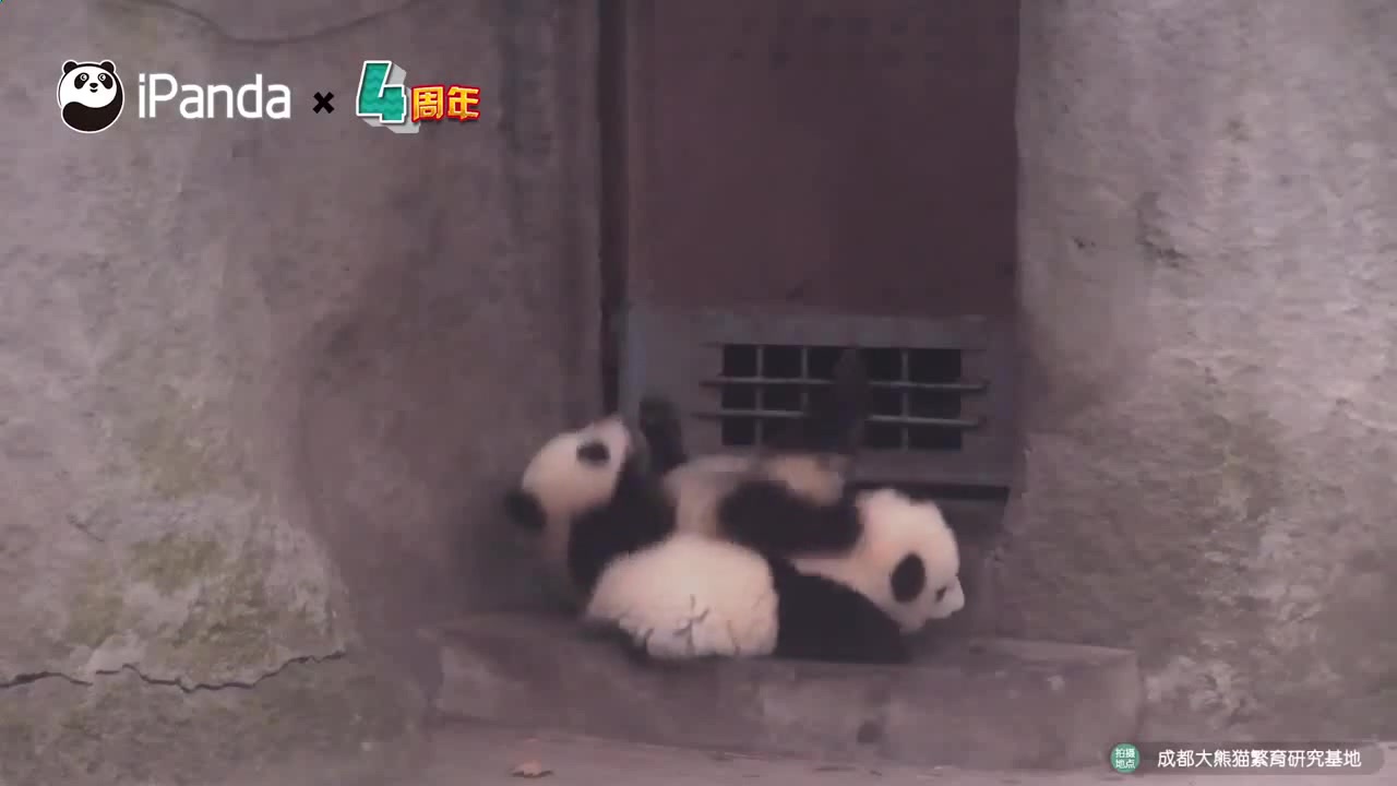 How many times do pandas fall down every day? Countless! | iPanda - Coub