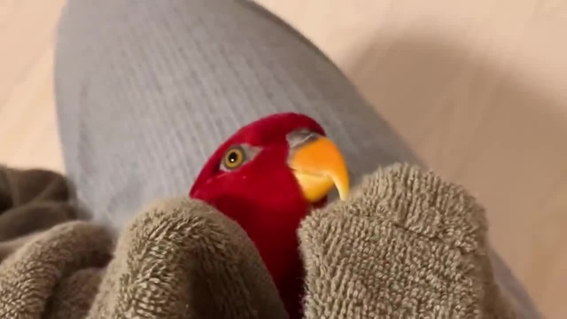 Beautiful Parrot - Coub