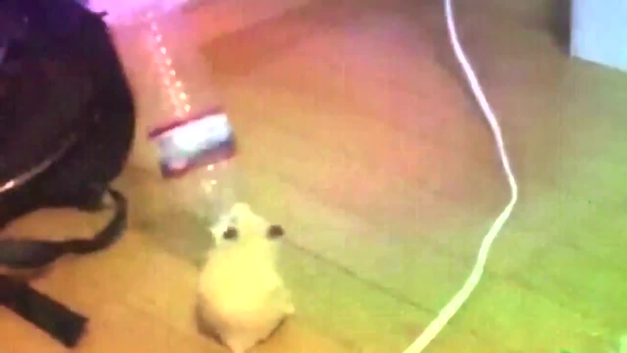 Dancing Hamster :3 - Coub