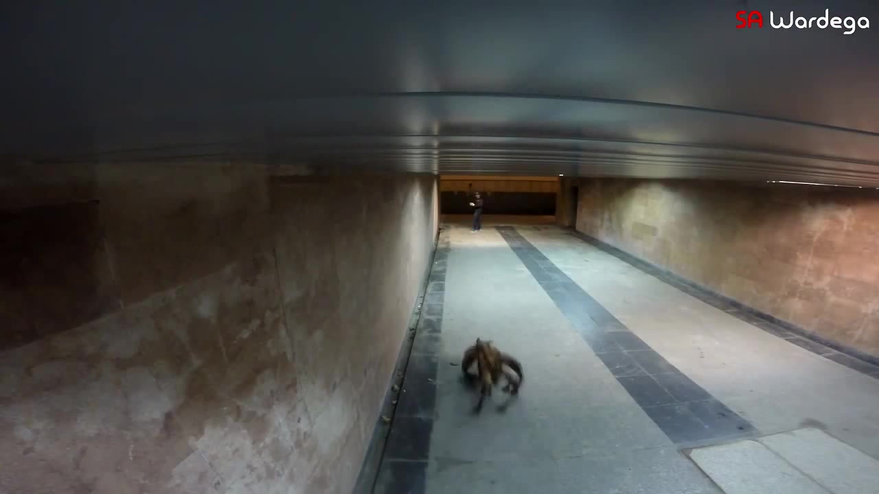 Mutant Giant Spider Dog attacks! - Coub