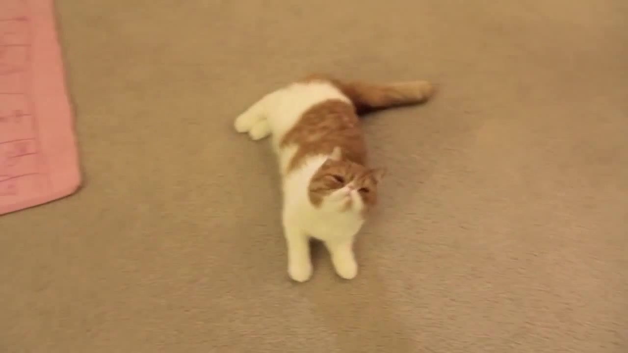 fluffy infinity - Coub