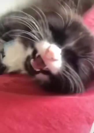 The evolution of one meow - Coub