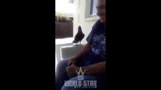 Humiliated by a bird - Coub