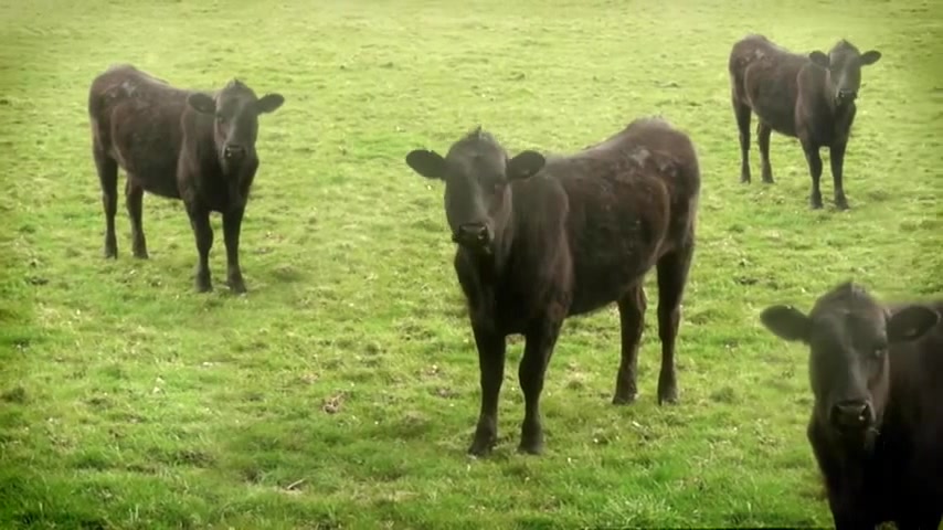 1. "Cows & Voices" ((:Dubstep Symphony in 6 Movements - Coub