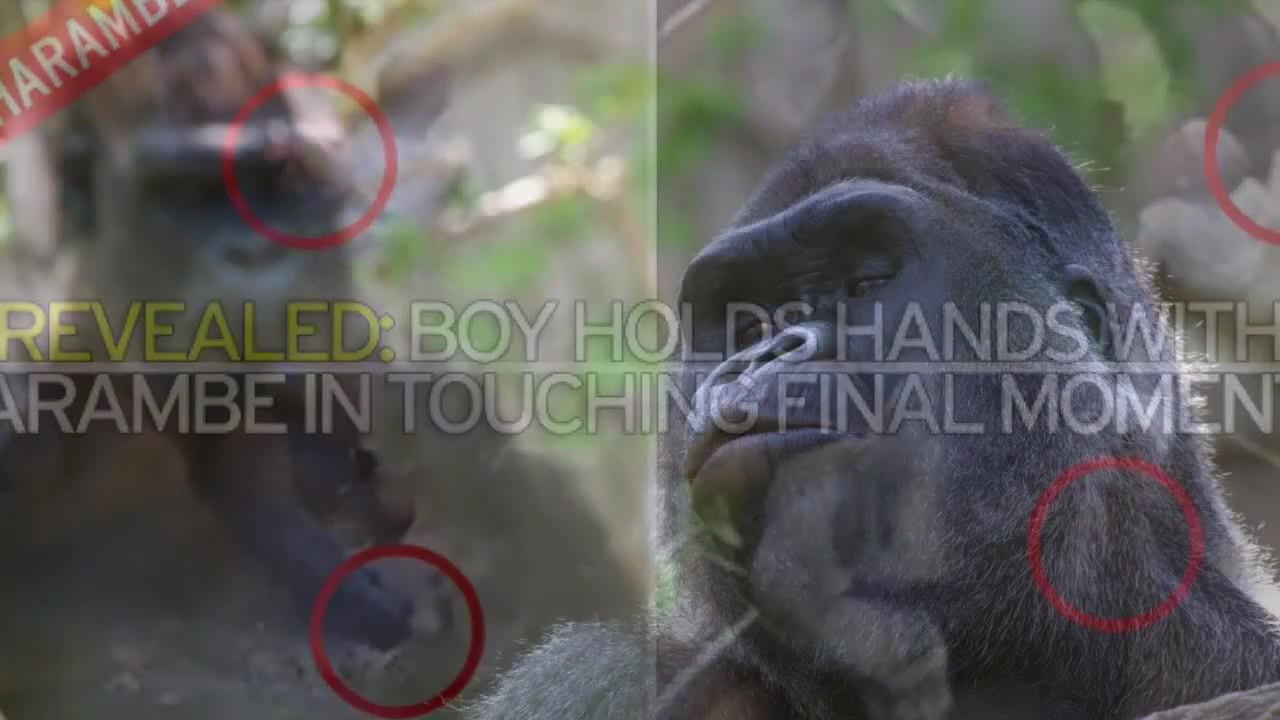 A TRUE FRIEND -- RIP HARAMBE (TRIBUTE SONG) - Coub