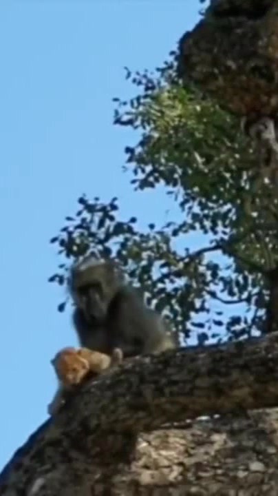 simba and rafiki real - Coub