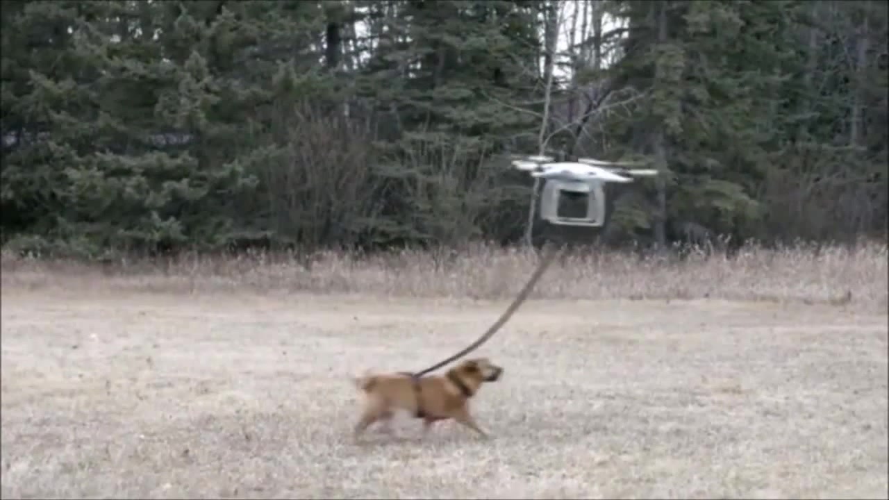 Doggo does a fly - Coub