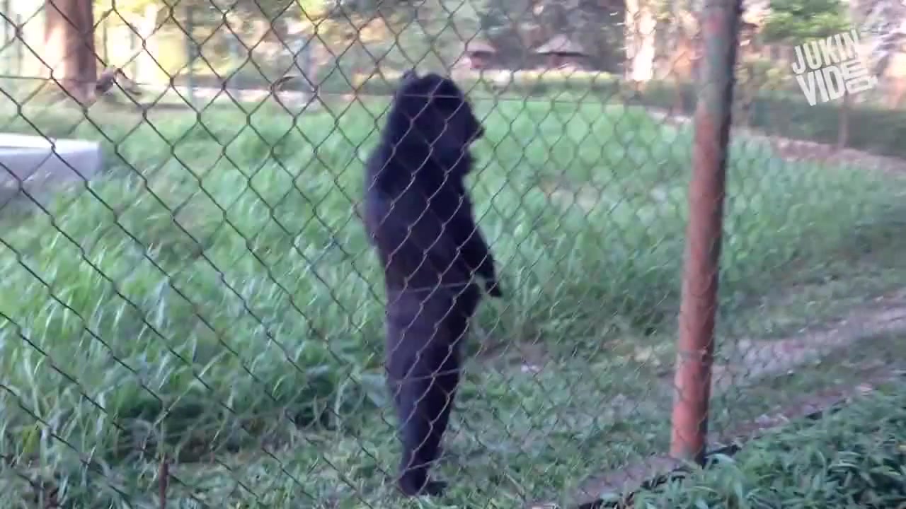 Mamacma datvma icis rasac aketebs - Coub