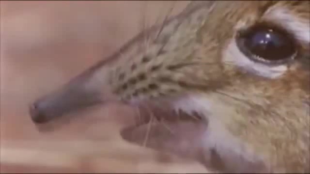 Take a closer look at that snout - Coub