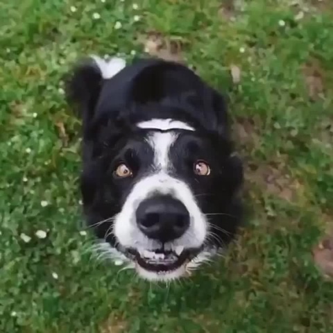 A Year In The Life Of Momo's Snoot. R.I.P. - Coub