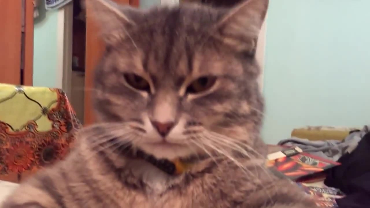 Кот lika a boss - Coub