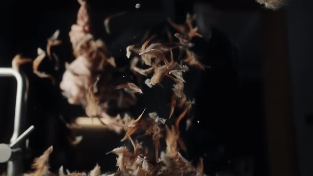 Chickens Fall 🙈 - Coub