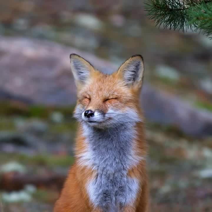 ΔELTA - Crippy - Coub