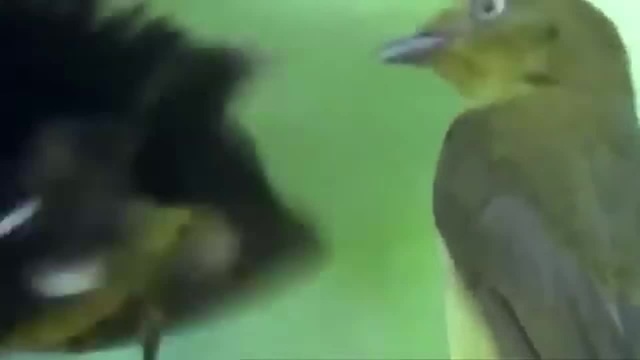 Bird Tango - Coub