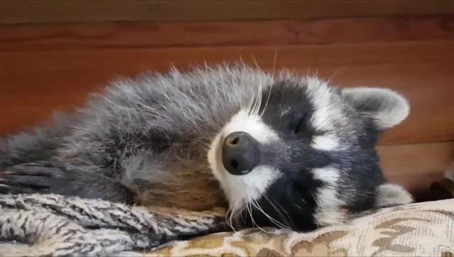 Raccoon sleeping - Coub