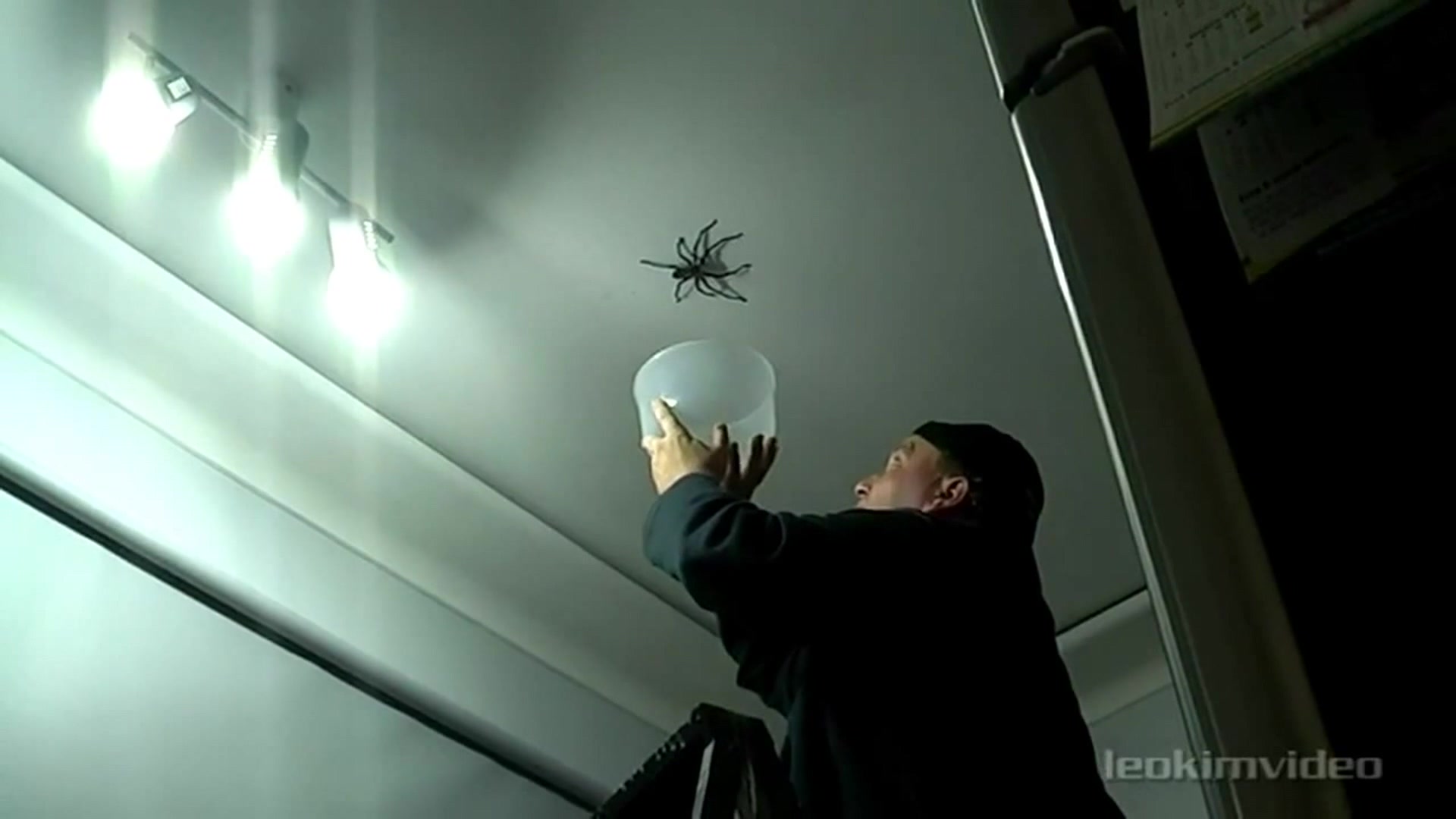 Spider horror - Coub