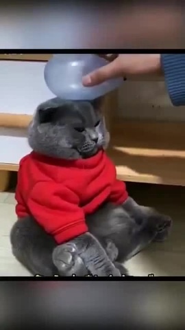 Очень милый котик Very cute cat - Coub