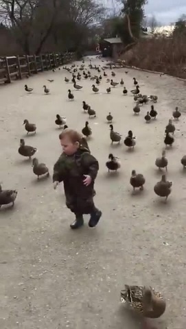 #tyaplyap_mirror The Walking ducks - Coub