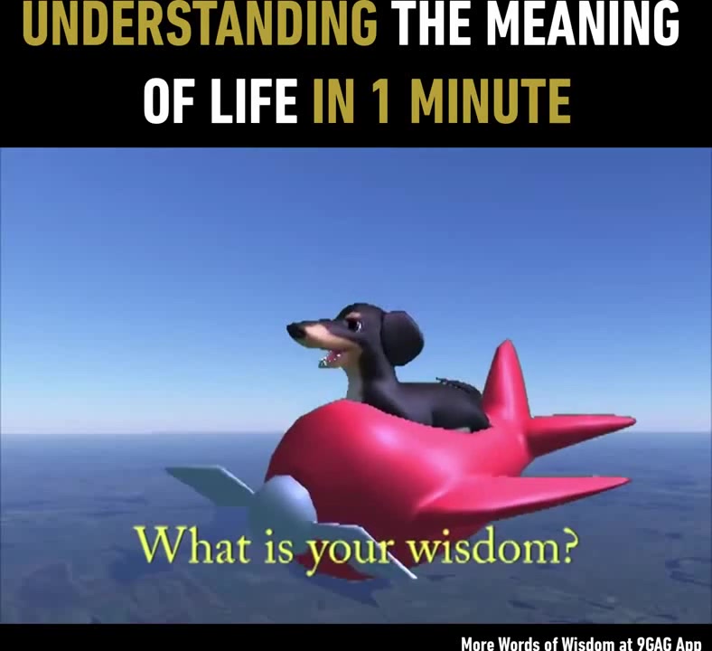 DOG OF WISDOM - Coub