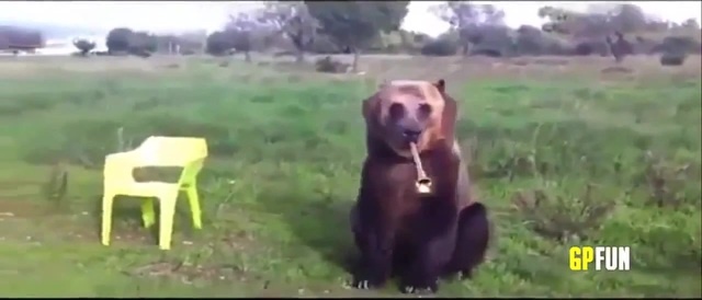 Epic Sax Bear - Coub