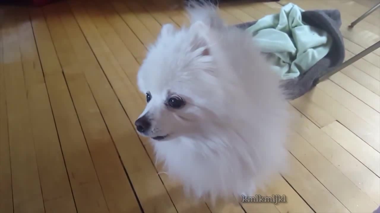 ultimate doggo - Coub