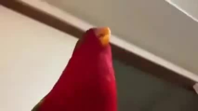 Red Bird Staring At Your Soul - Coub