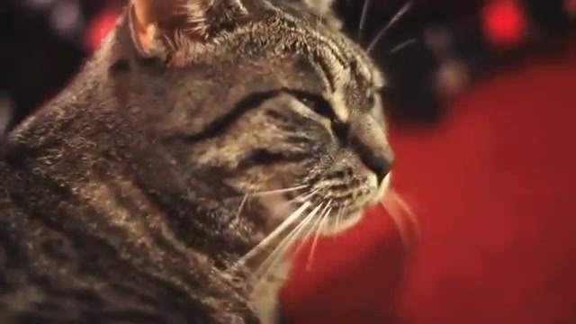 Cat sings hard rock! - Coub