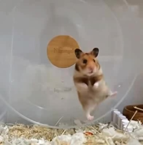 Hypno hamster 🐹 - Coub