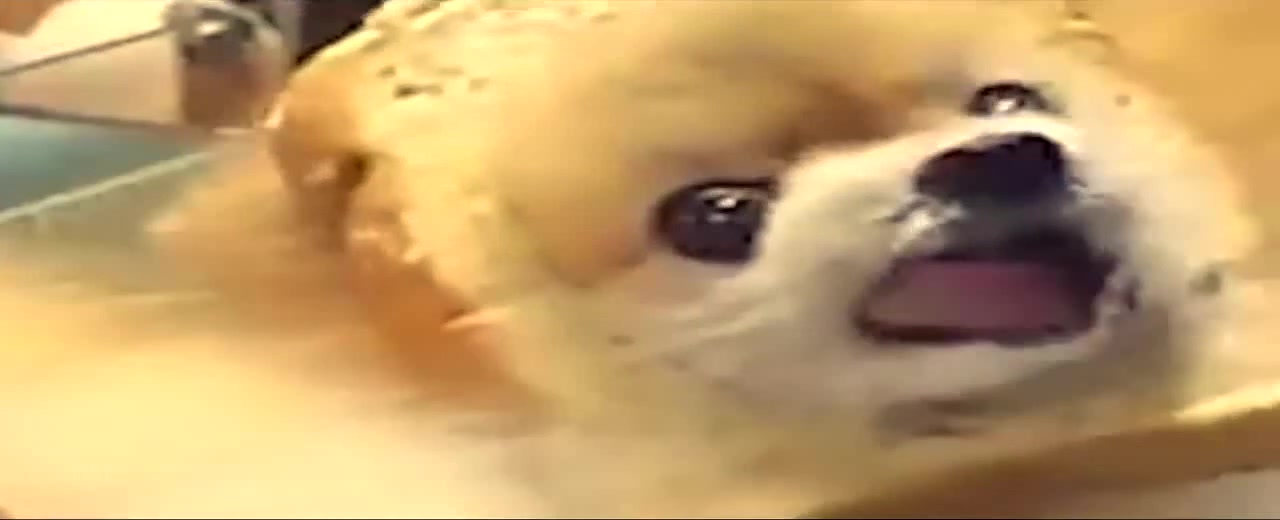 Funny Dogs Rap Denzel Curry - Ultimate - Coub