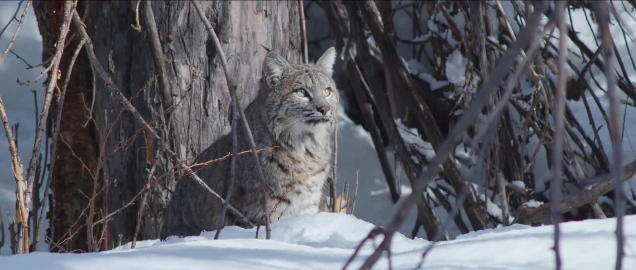 YOSEMITE WINTER WONDERS - Coub