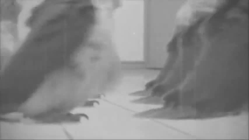 atmospheric vintage nazi birds - Coub