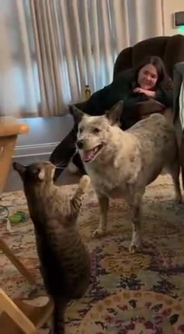 epic battle cat vs dog - Coub